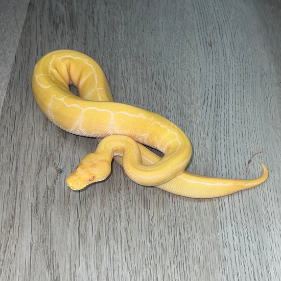Pinstripe Albino Ball Python by Red Onion Reptiles