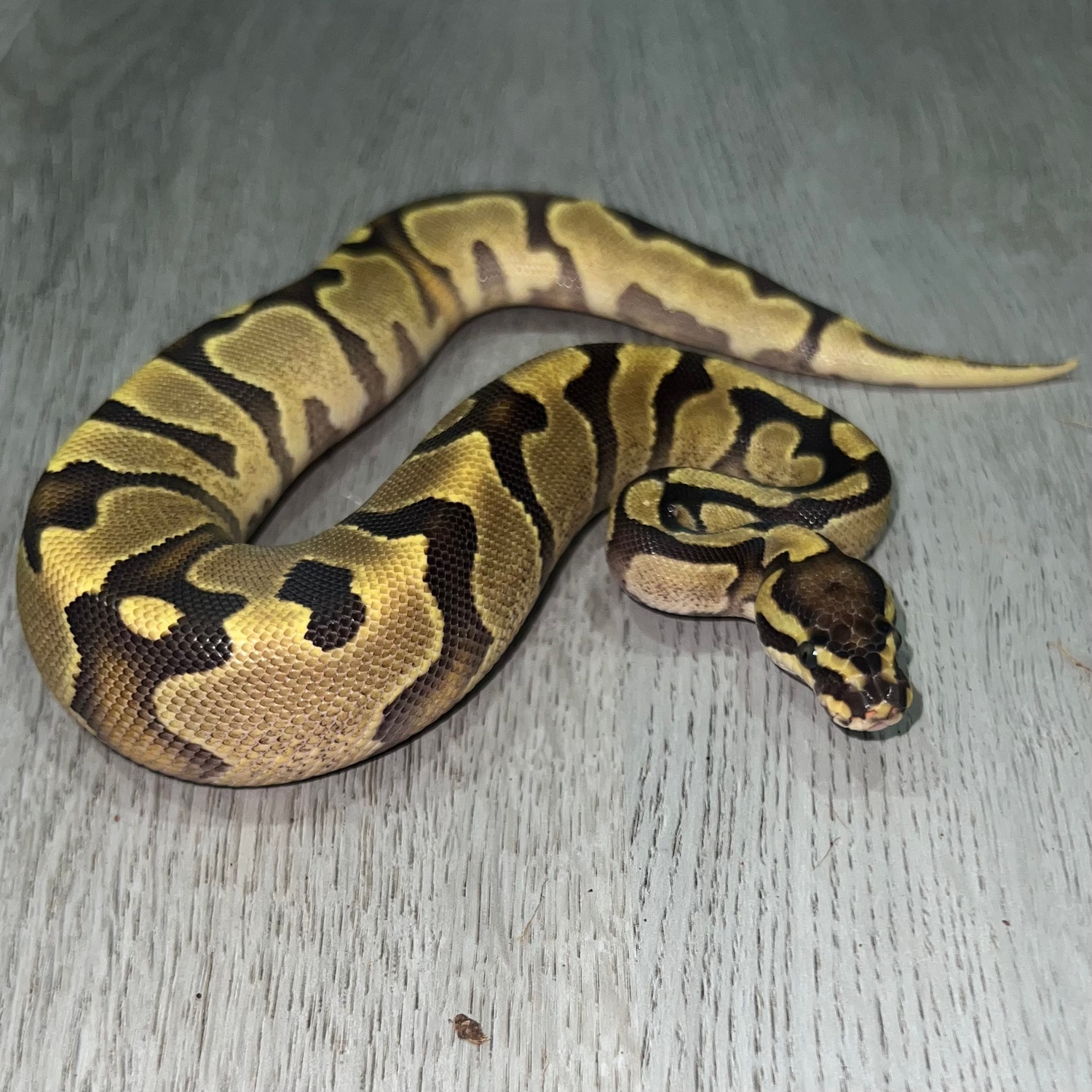 OD Enchi Het Pied Ball Python by Red Onion Reptiles - MorphMarket
