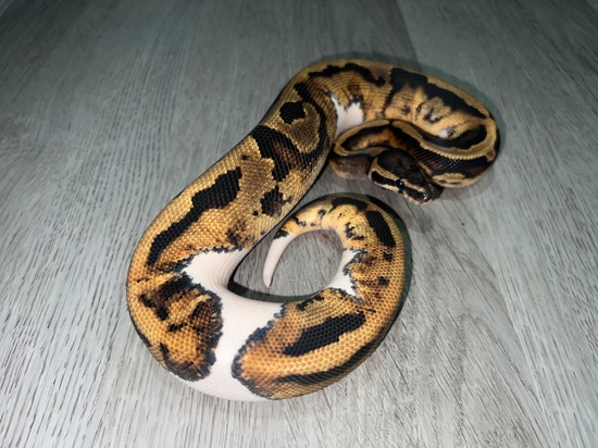 Piebald Het Lavender Albino Ball Python by Twisted pythons