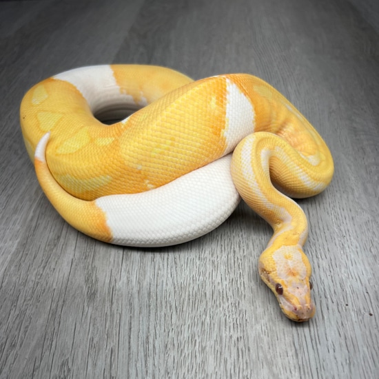 Orange Dream Dreamsicle Ready To Breed! Ball Python by Red Onion Reptiles