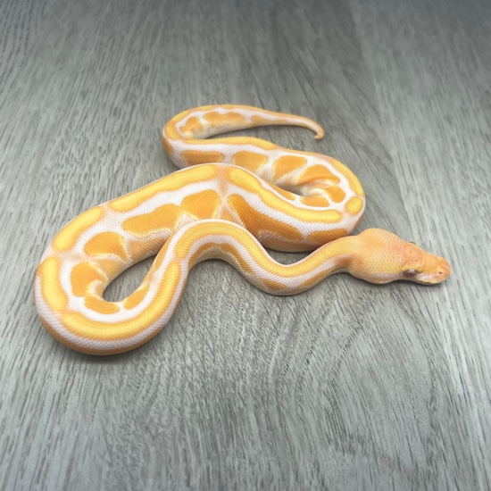 Enchi Cinnamon Lavender Albino Het Pied Ball Python by Red Onion Reptiles