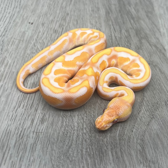 Enchi Lavender Albino Het Pied (Pos YB) Ball Python by Red Onion Reptiles
