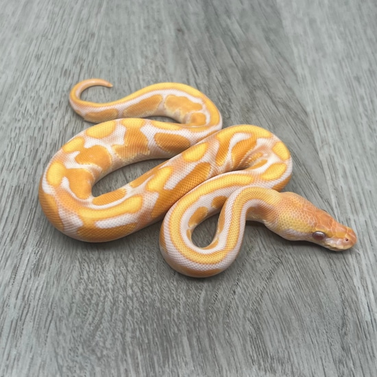 Enchi Cinnamon Lavender Albino Het Pied Pos YB Ball Python by Red Onion ...