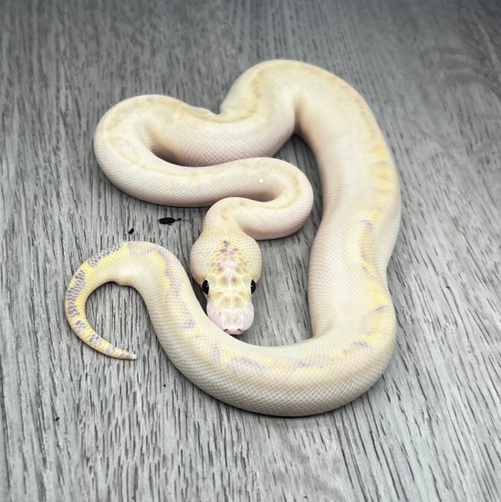 Ivory Clown Het Pied Ball Python by Red Onion Reptiles