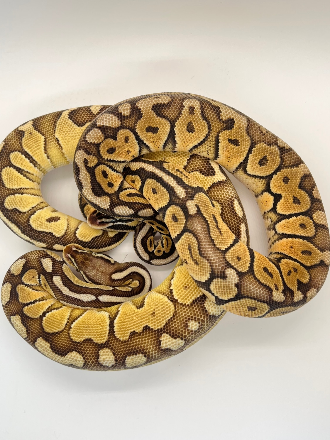 Het Paint Pair Ball Python by Inky clouds - MorphMarket
