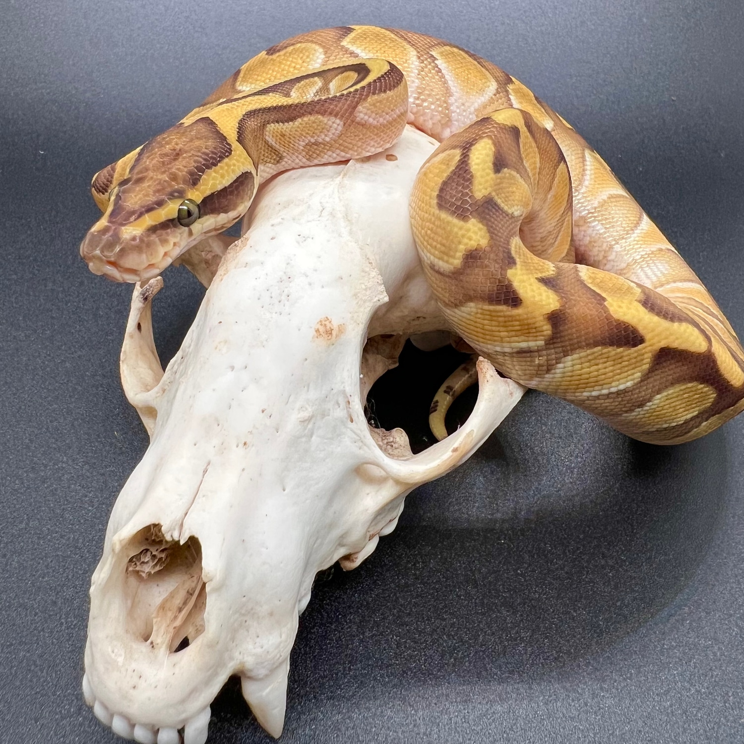 Het Desert Ghost Orange Dream Enchi Lesser Pastel Yellow Belly Ball ...