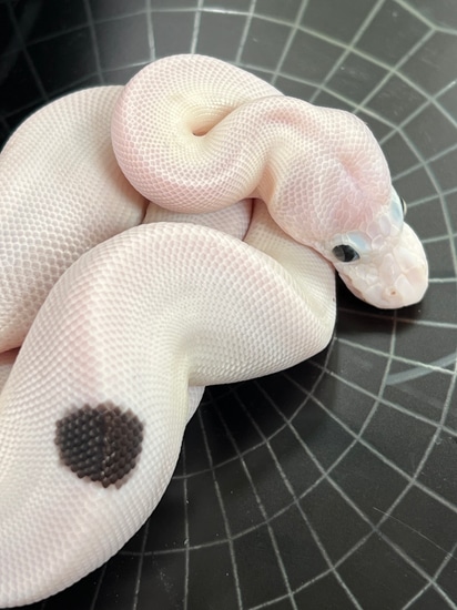Panda Piebald Poss Black Head, Trick, Yellow Belly Ball Python by Inky ...