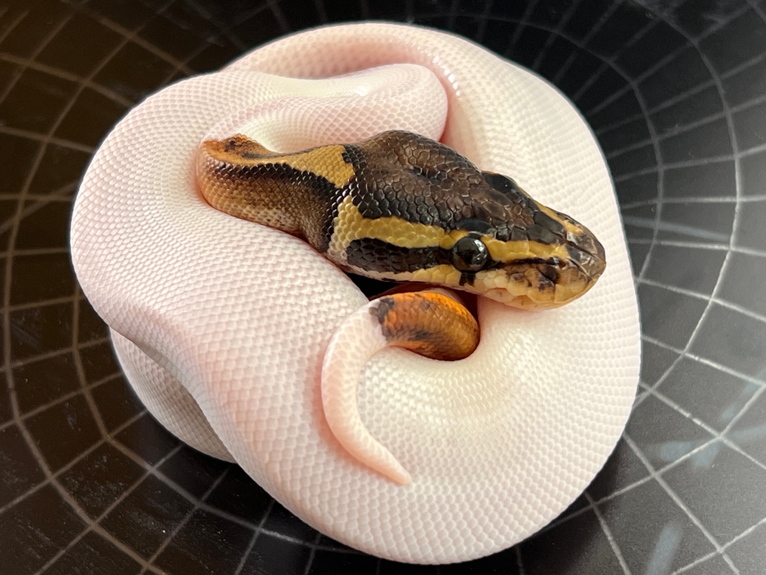 Black Pastel Piebald Ball Python by Inky clouds - MorphMarket