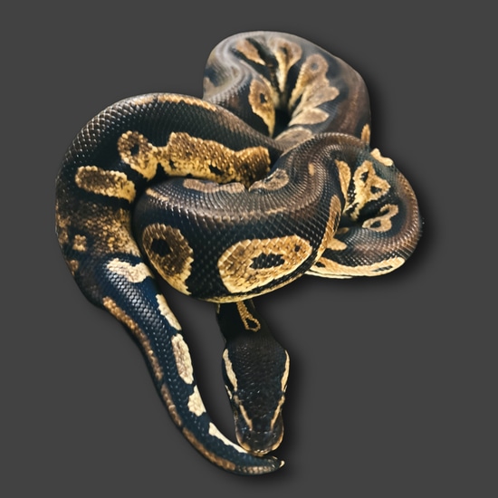 SUPER Black Head Het Hypo Ball Python by Inky clouds