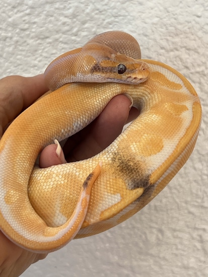 Black Head Mojave Calico Paradox Lavender Albino Het Piebald Pos ...
