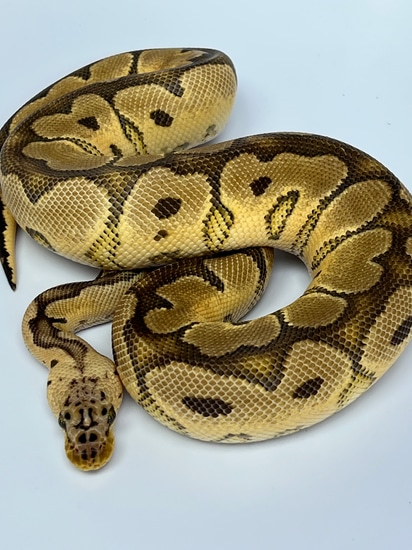 Pastel Clown Het TSK Axanthic Ball Python by Inky clouds