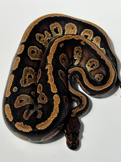 Vudoo Black Head Red Stripe Ball Python by Inky clouds