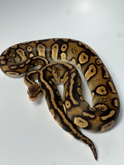 Stranger Pastel Double Het Monsoon / Clown Ball Python by Inky clouds