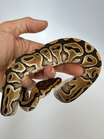 Special Double Het Clown Piebald Ball Python by Inky clouds