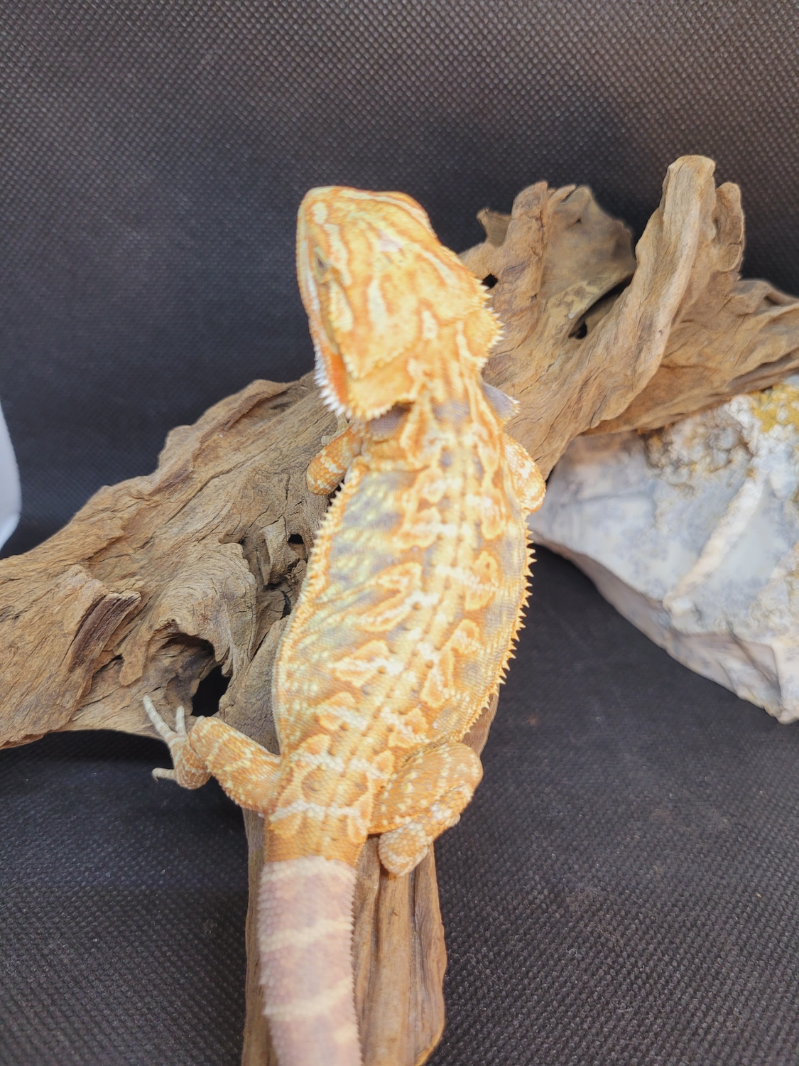 Hypo Leatherback Male Orange Possible 66% Het Trans 50% Het Zero ...