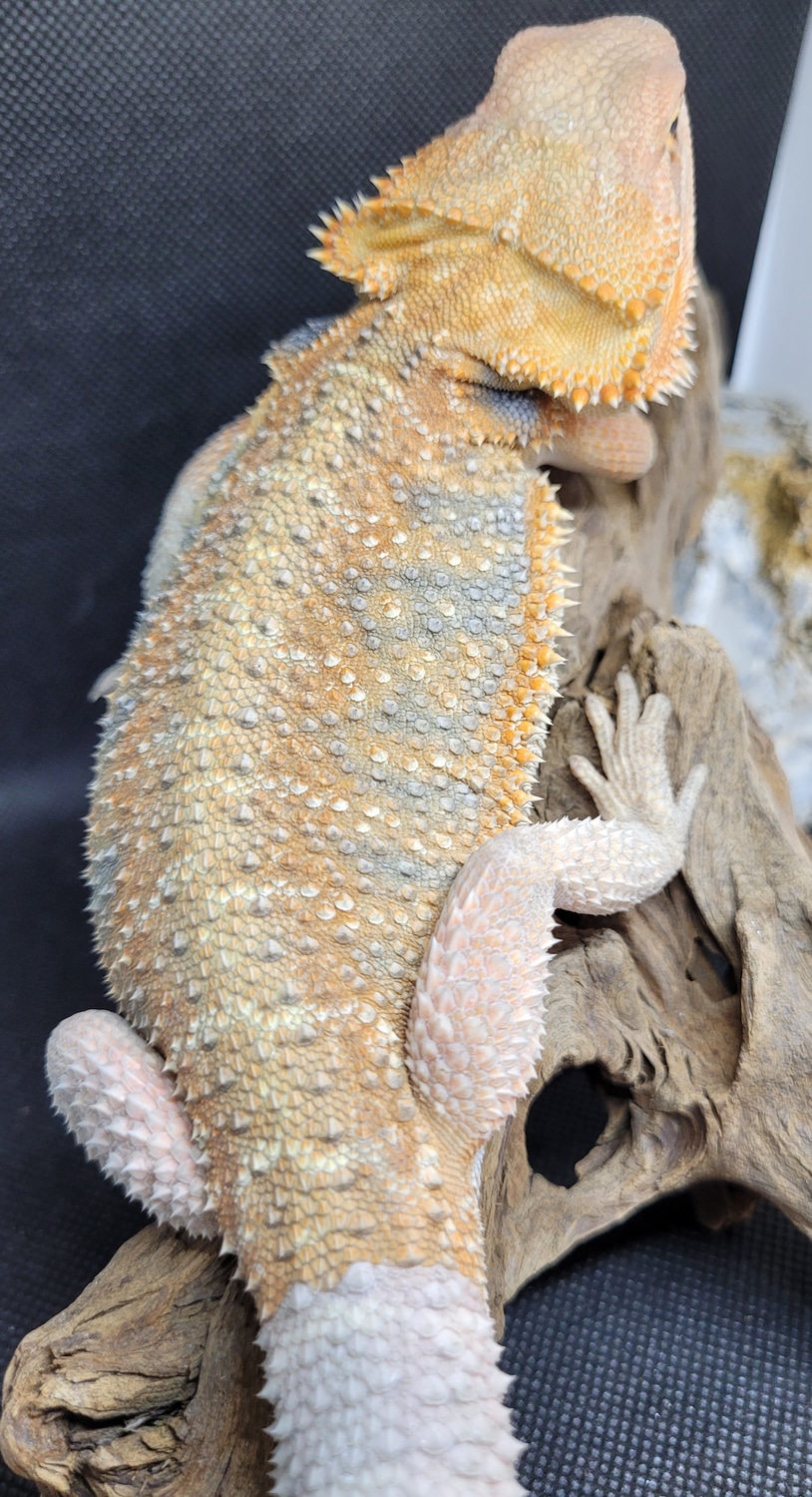 Hypo Male Orange Bluebars (Paradox Bloodline) Central Bearded Dragon by ...