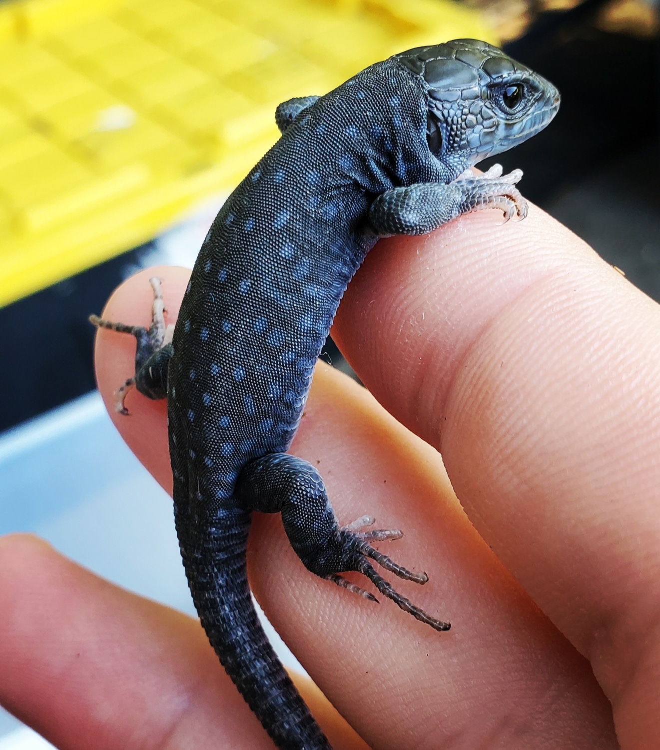 CBB Melanistic Jeweled Lacerta Other Lizard by Scales Unlimited ...