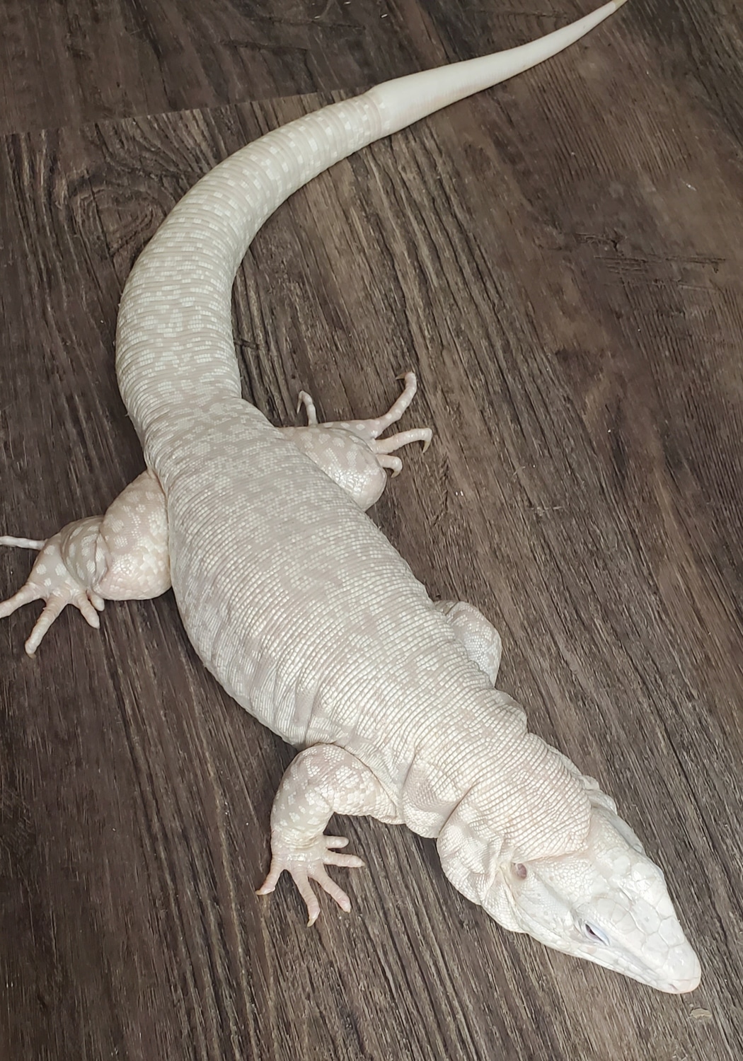 Pure Blue Albino Tegu Salvator Tegu by Scales Unlimited - MorphMarket