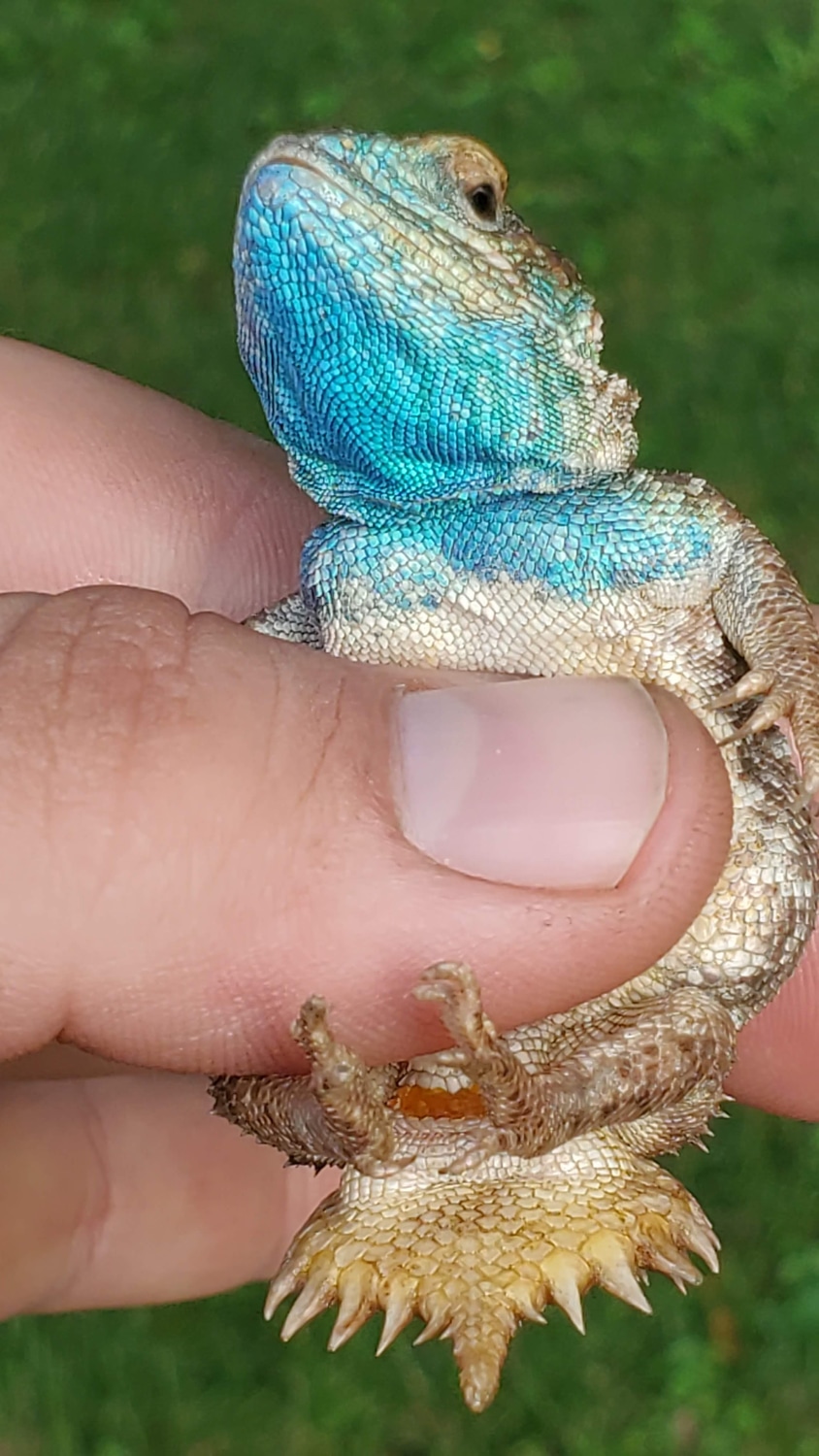 Xenagama Taylori Other Lizard by Scales Unlimited - MorphMarket