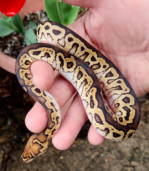 Hurricane Clown Ball Python by Scales Unlimited