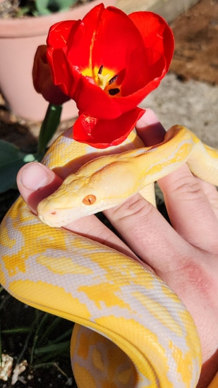 Lavender Albino Retic 50% Dwarf Reticulated Python by Scales Unlimited