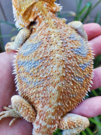 Gorgeous Hypo Male Het Zero 66% Het Trans Central Bearded Dragon by ...