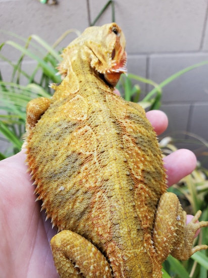 Yellow Translucent Male 50% Het Wit Sweetest Guy Central Bearded Dragon ...