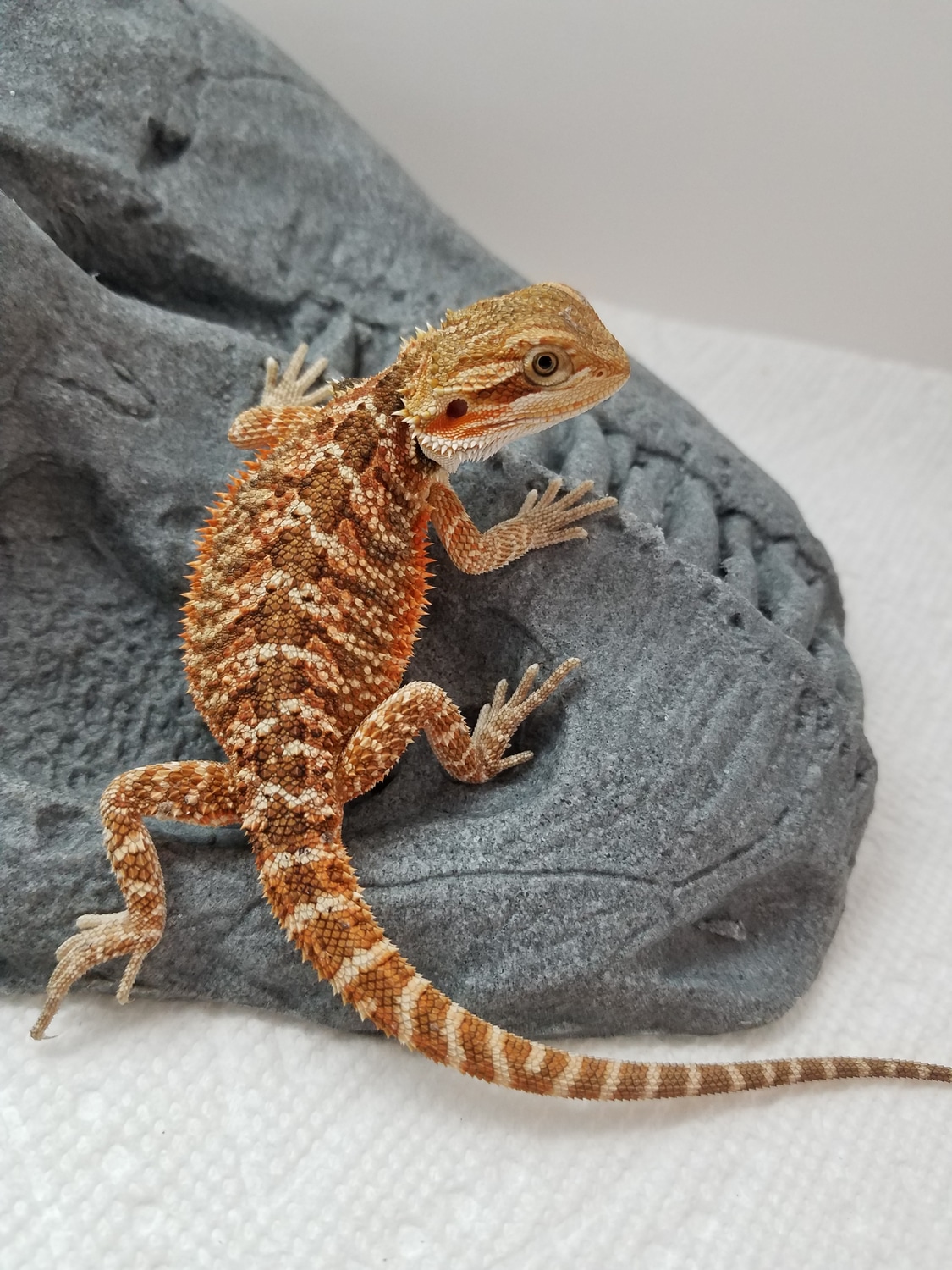 Normal Scale Normal 100% Het Hypo 50% Het Trans Orange Red Brown ...