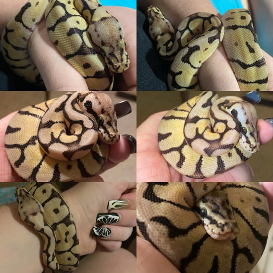 Mystic Bumblebee Ball Python by Reptiles_of_dreams