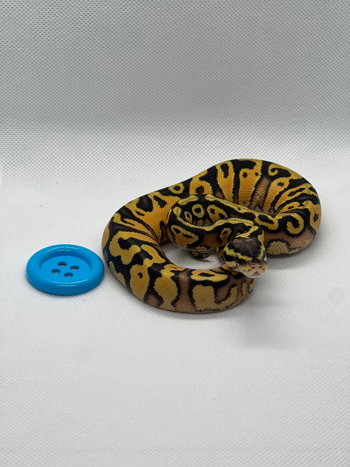 Pastel Yellow Belly Het Clown Ball Python by Beards and Balls - MorphMarket