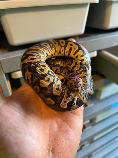 Confusion Clown Ball Python by Beards and Balls