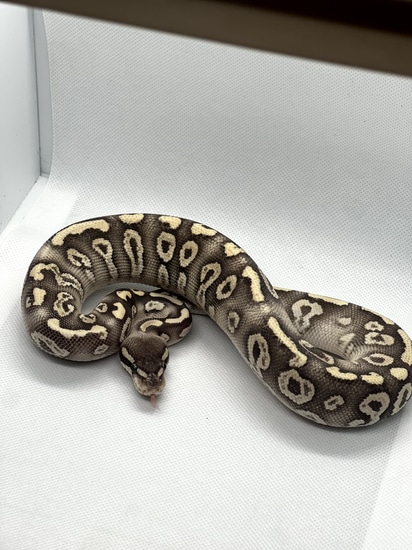 Mystic Phantom Pos Yellowbelly Ball Python by Beards and Balls