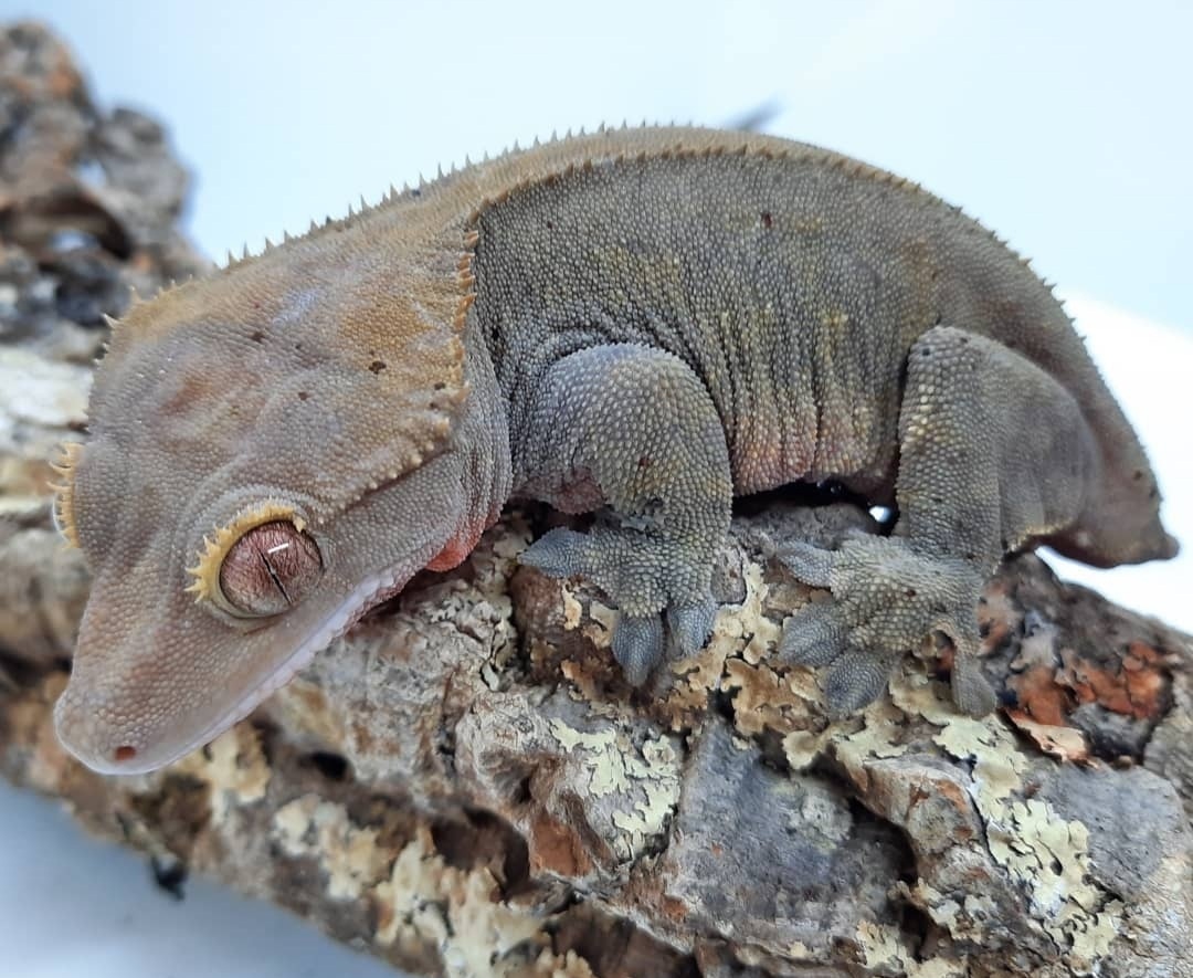100% Het. Axanthic Crested Gecko by Beastcoast Breeders - MorphMarket