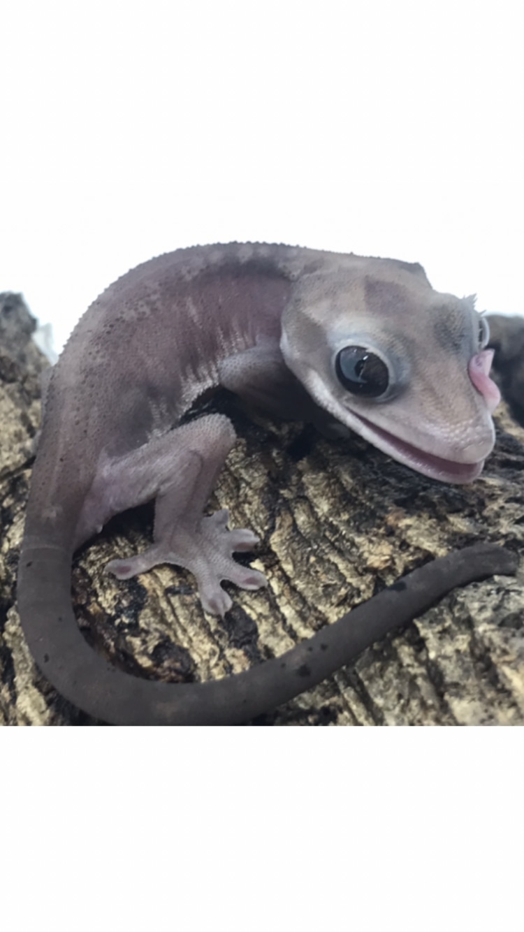 Translucent !!! Crested Gecko by Beastcoast Breeders - MorphMarket