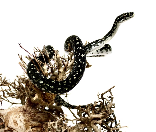 2019 Male Diamond Python Diamond Carpet Python by Beasties a pet store ...