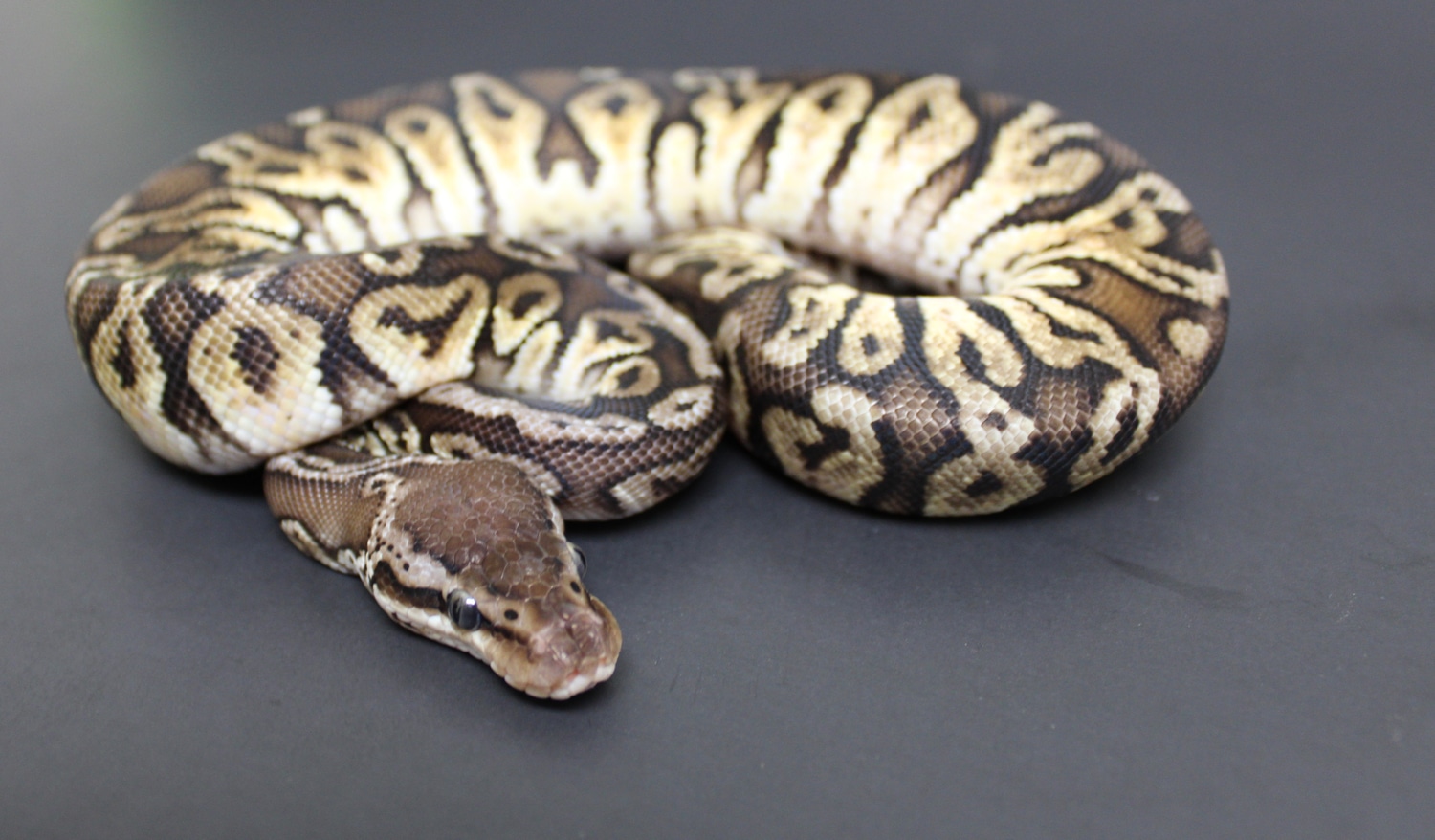 1.0 ‘20 Inferno Ball Python by Beasties a pet store & more - MorphMarket