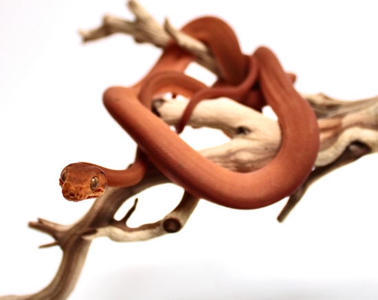 Unsexed Red Amazon Tree Boa by Beasties a pet store & more