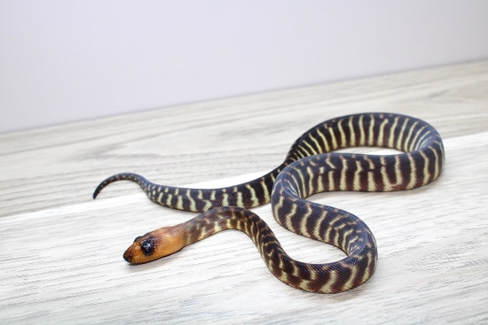 0.1 Guy Clark Woma Woma Python by Beasties a pet store & more
