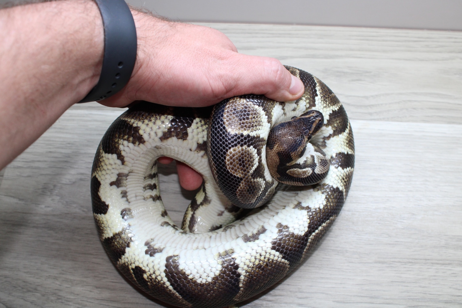 0.1 WC Sub Adult Ball Python by Beasties a pet store & more - MorphMarket
