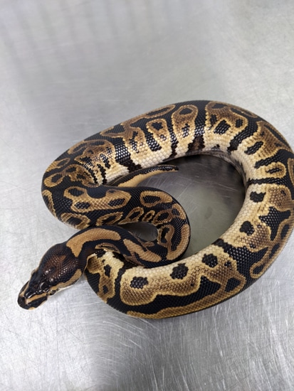 Leopard Specter Ball Python by Beasties a pet store & more