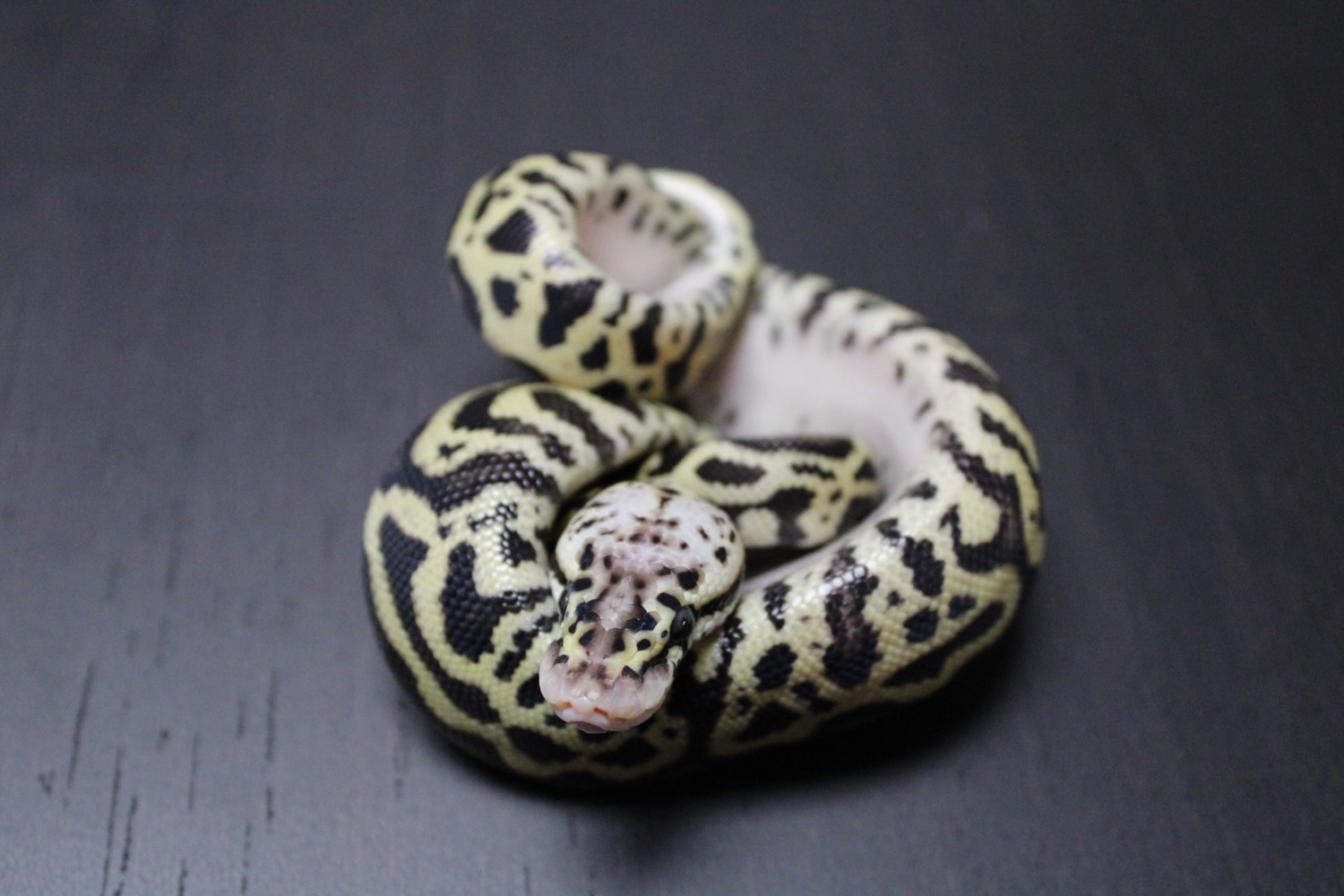 1.0 Pastel Spotnose Leopard Confusion Het Clown Ball Python by Beasties ...