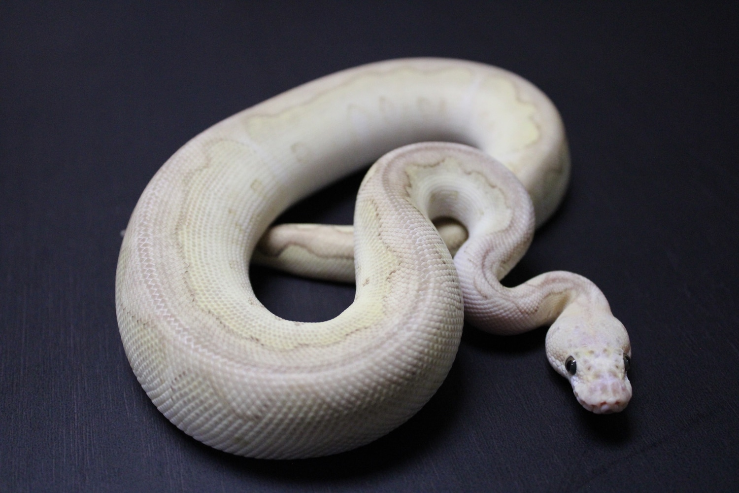 1.0 Butterfly Clown Ball Python by Beasties a pet store & more ...