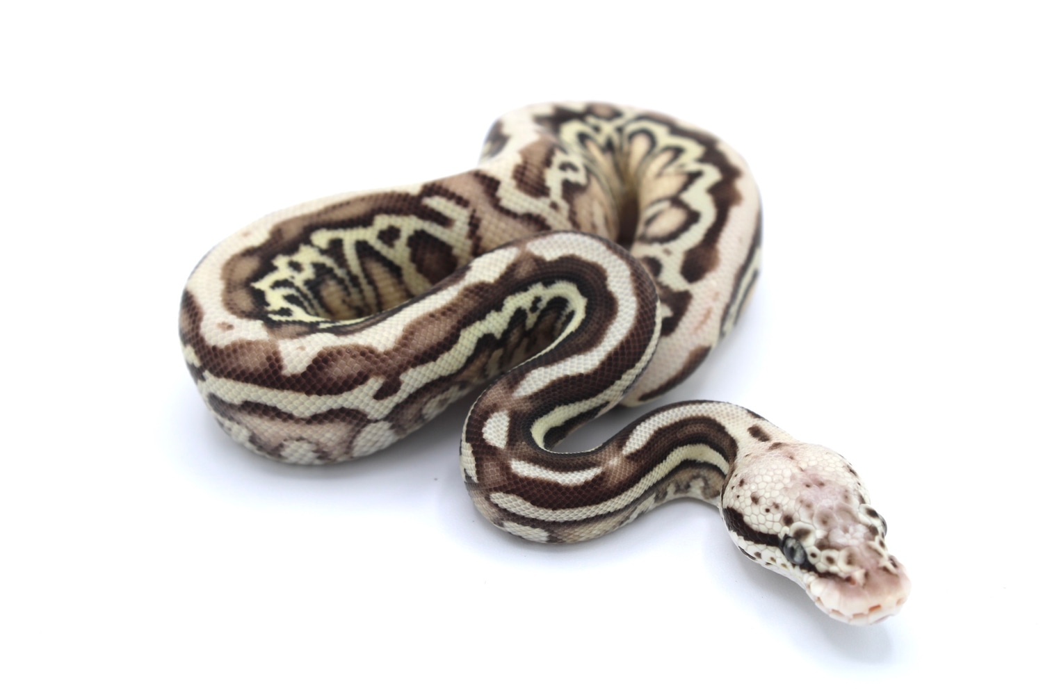 0.1 Pastel Lesser Spotnose Leopard Probable Confusion Het Clown Ball ...