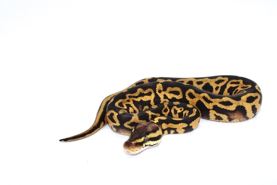 0.1 2021 Pastel Leopard Yellow Belly Or Spark Ball Python by Beasties a ...