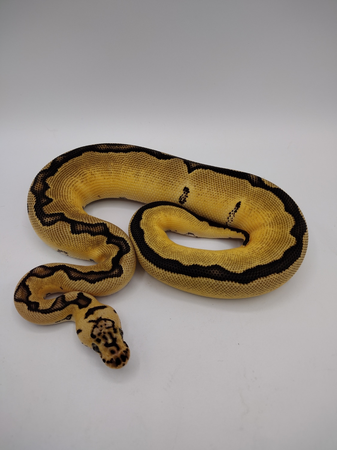 Pastel Jungle Woma Clown Ball Python by Beasties a pet store & more ...