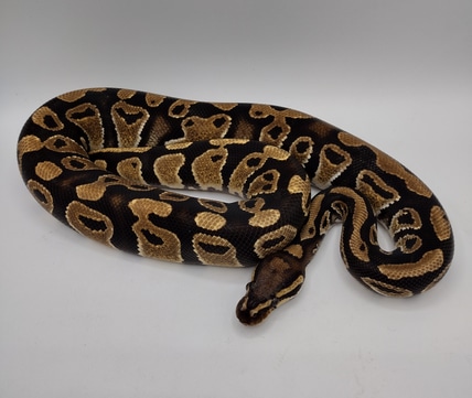 2020 Male Mojave Enchi Disco/fire Het Hypo Ball Python by Snake Dealer - MorphMarket