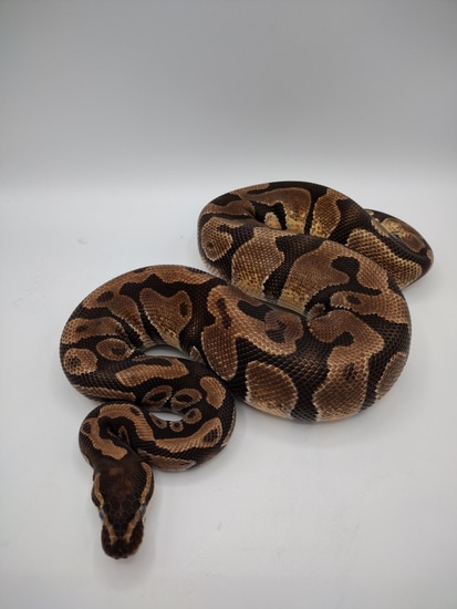 Phantom Enchi Ball Python by Beasties a pet store & more