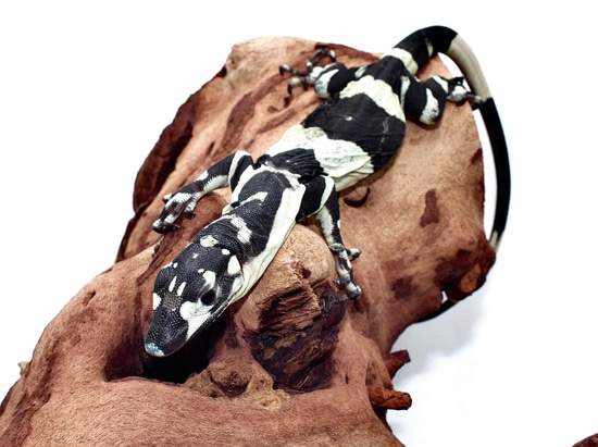 Bell's Phase Lace Monitor Other Monitor by Beasties a pet store & more