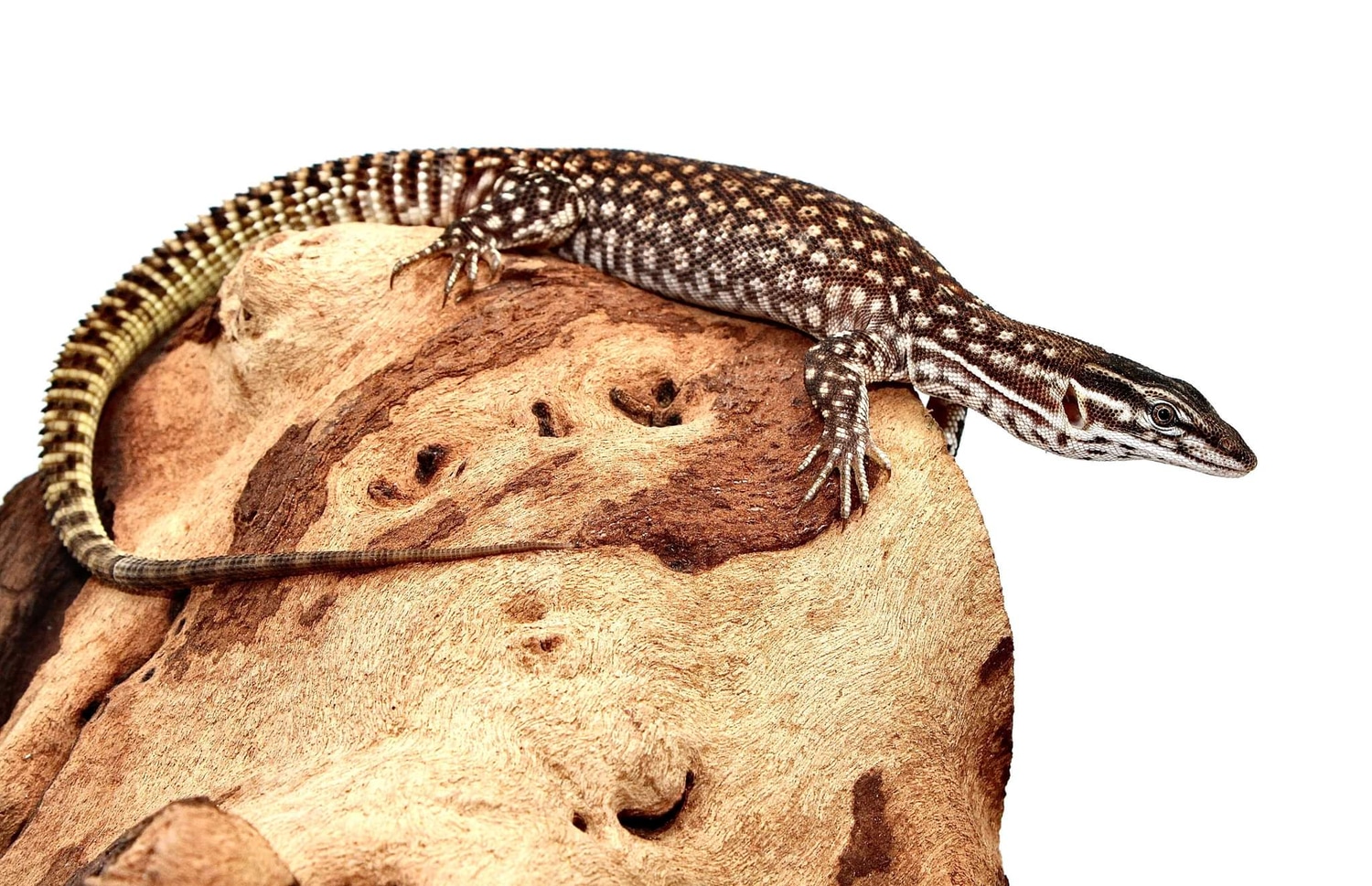 Red Ackie Monitors Other Monitor by Beasties a pet store & more ...