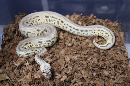 Super Pastel Leopard Spotnose Clown Confusion Ball Python by Beasties a ...